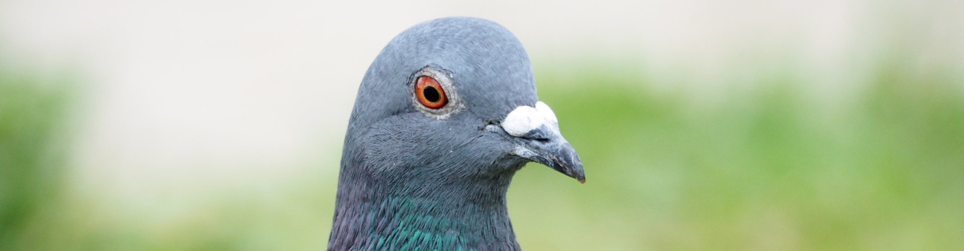 Pigeon | Pigeon Feed | Copdock Mill