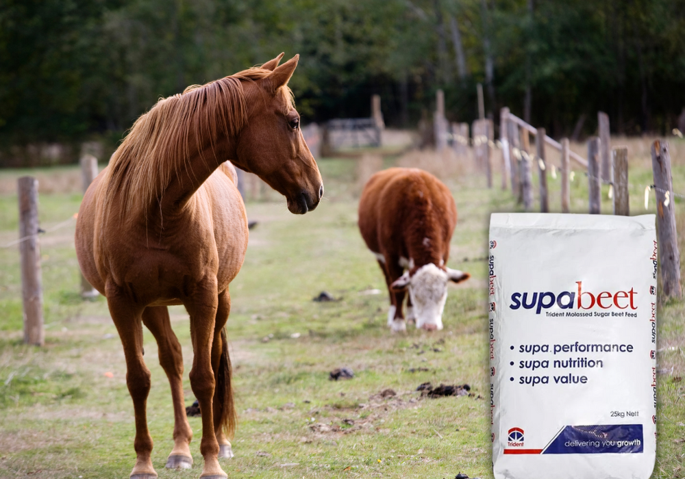 Why is Supabeet so super? - Copdock Mill Wholesale